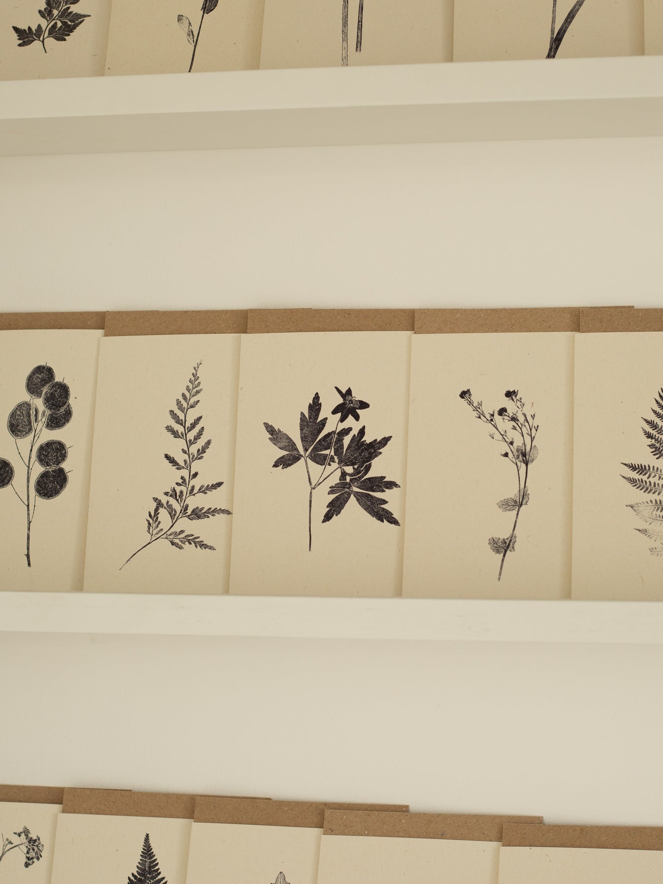 Botanical Greeting Cards – Alicia Breakspear