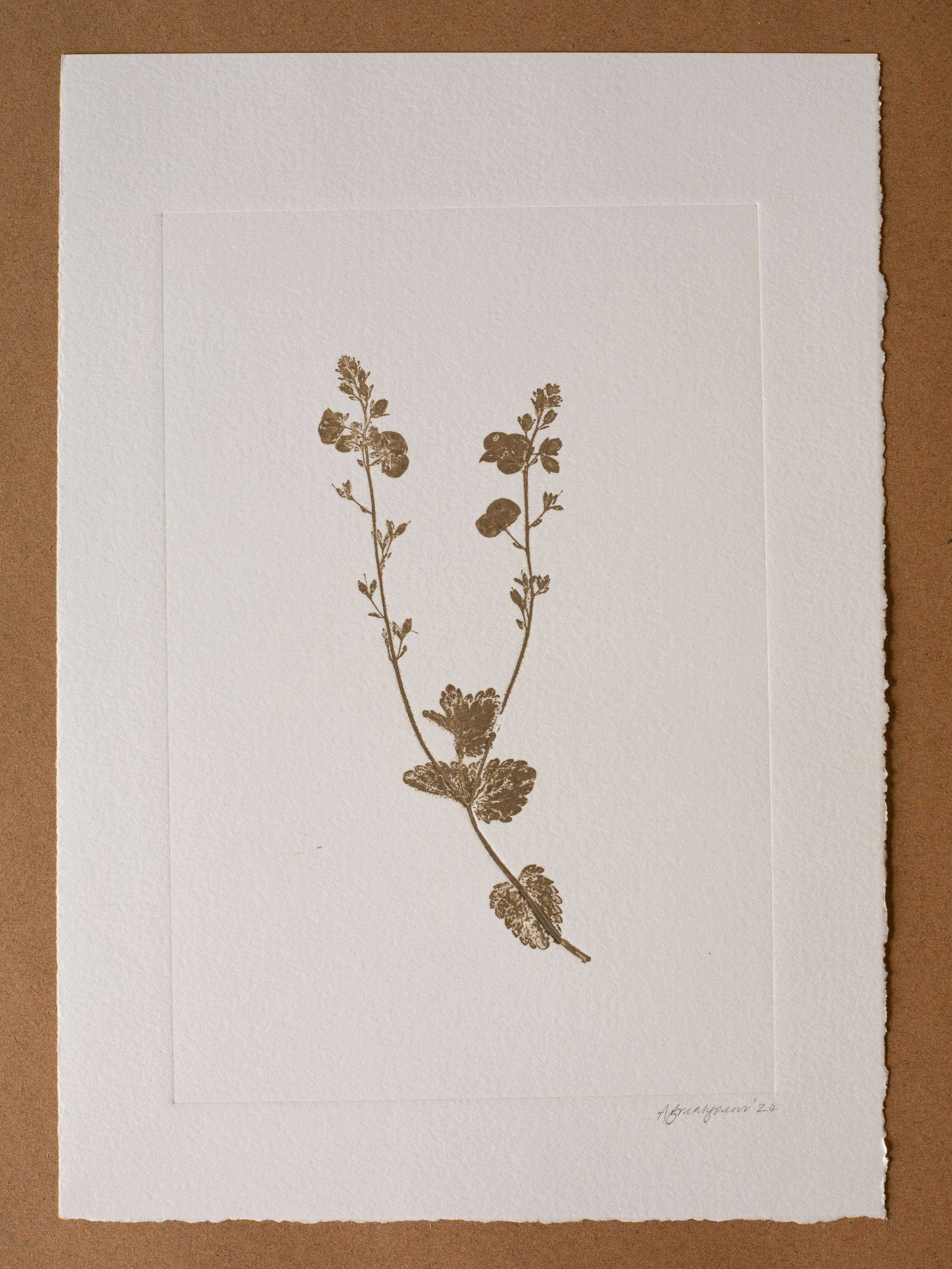 Speedwell 2, Monoprint, Original Botanical Print – Alicia Breakspear