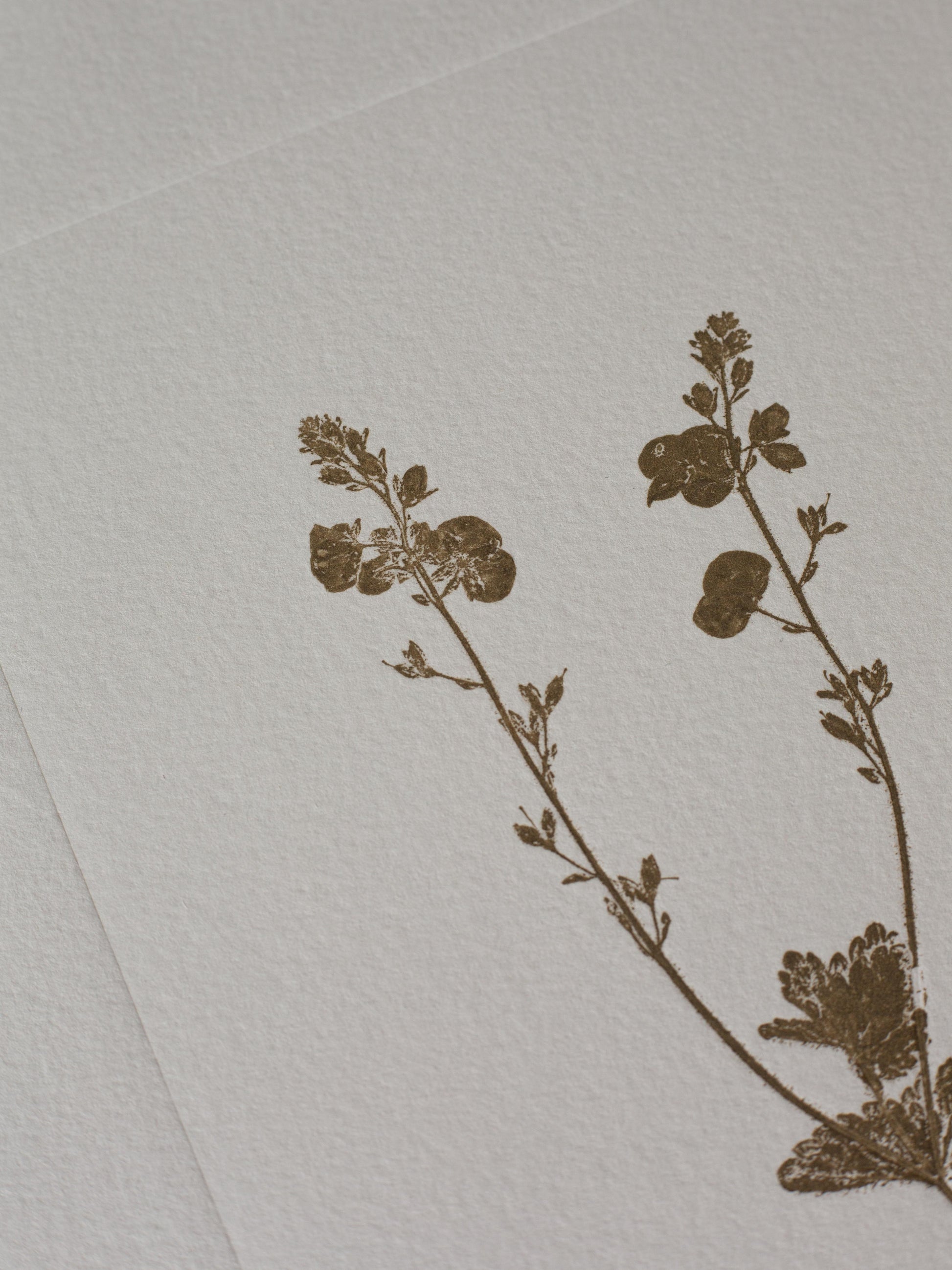Speedwell 2, Monoprint, Original Botanical Print – Alicia Breakspear